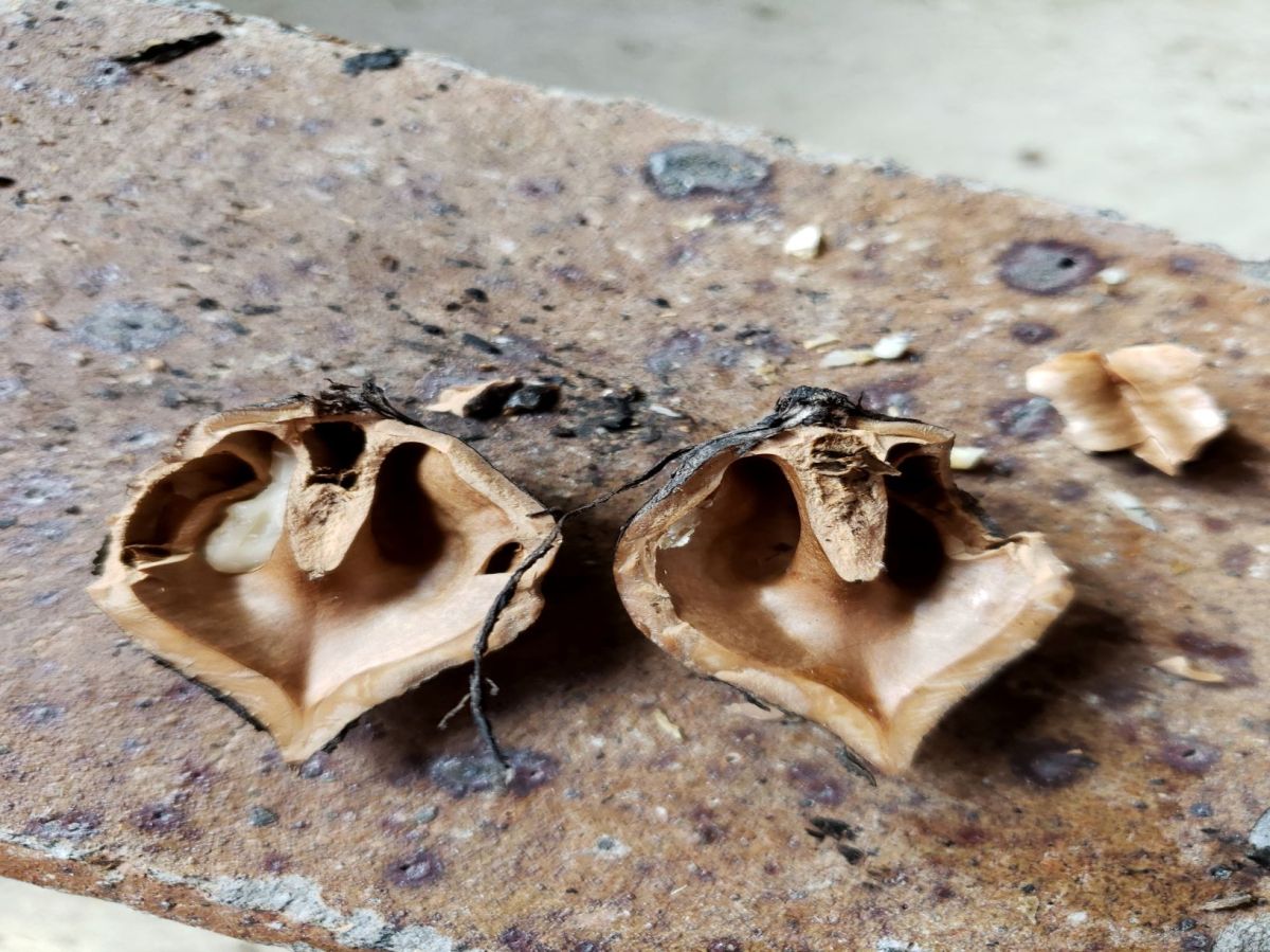 Heartnuts and the Husk Maggot Fly | Michigan Nut and Fruit Growers ...