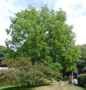 Walnuts in Maine | Michigan Nut and Fruit Growers Association (MNFGA)